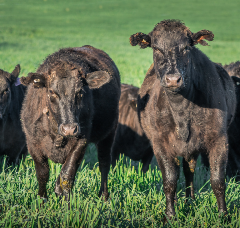 Our Story – Roam Australian Wagyu